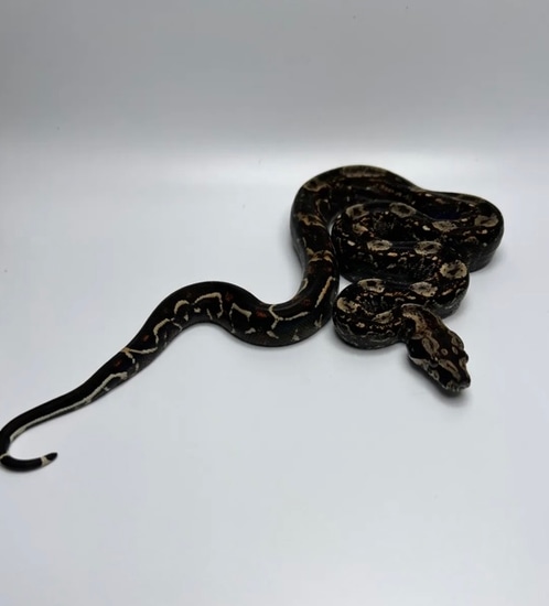 IMG Het Black Devil Boa Constrictor by LI Reptiles