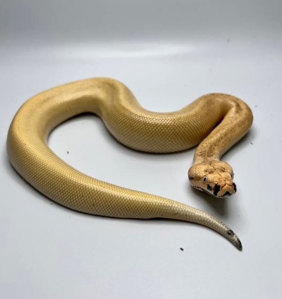 Magpie Matrix66% Het Albino T+ Blood Python by LI Reptiles - MorphMarket