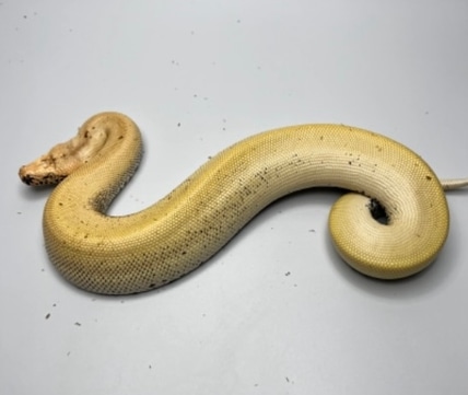 Batik 66% Het AlbinoT+ Blood Python by LI Reptiles - MorphMarket