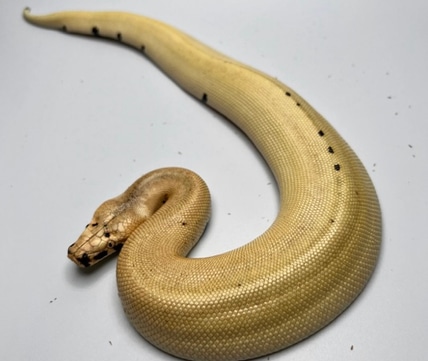 Batik Het AlbinoT+ Blood Python by LI Reptiles - MorphMarket