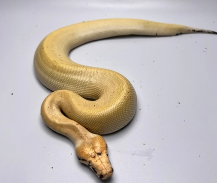 Batik Het AlbinoT+ Blood Python by LI Reptiles - MorphMarket