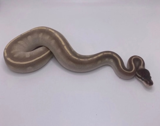 Mystic Phantom Ball Python by LI Reptiles - MorphMarket