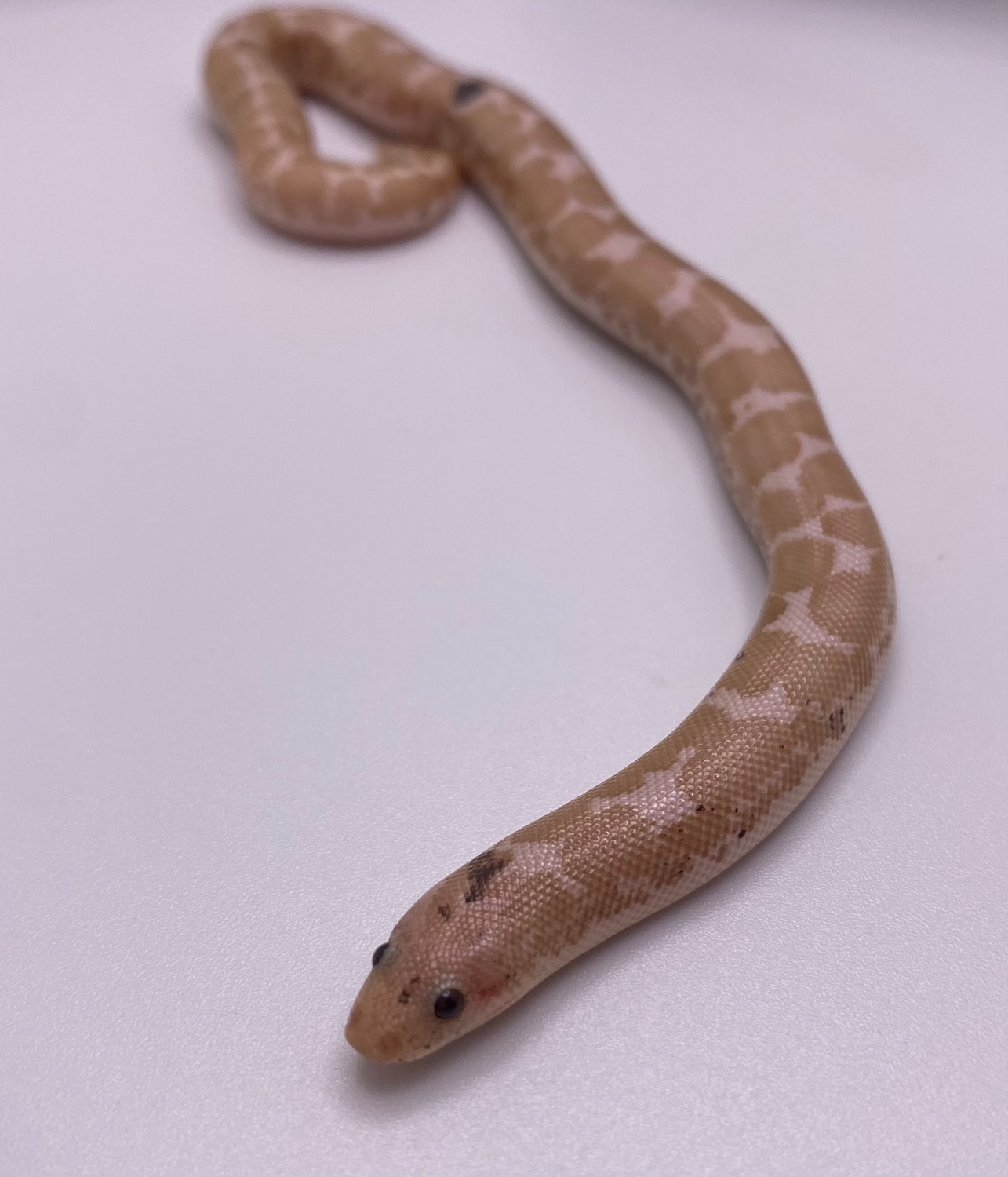 Snow Paradox Kenyan Sand Boa by LI Reptiles - MorphMarket