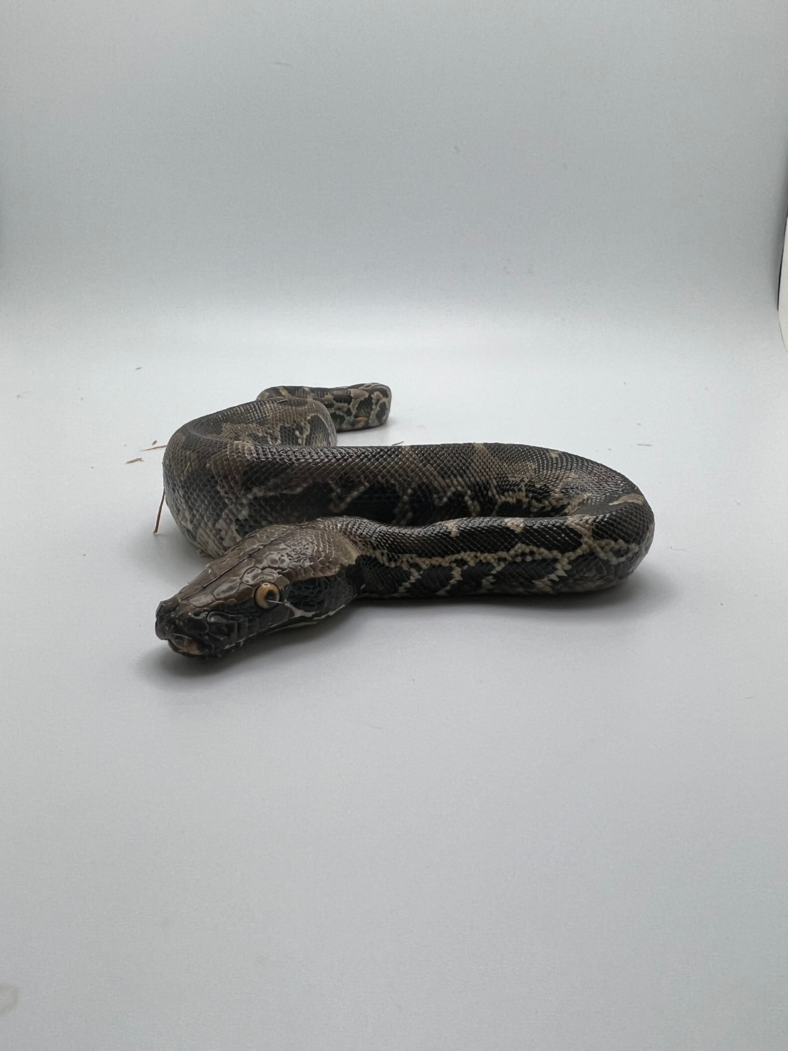 Black Head Sumatran Short-tailed Python by LI Reptiles - MorphMarket