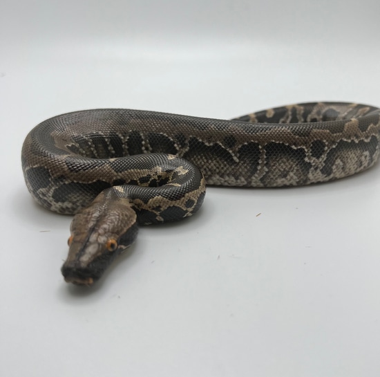 Sumatran Black Head Sumatran Short-Tailed Python by LI Reptiles