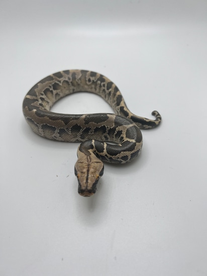 Sumatran Sumatran Short-Tailed Python by LI Reptiles