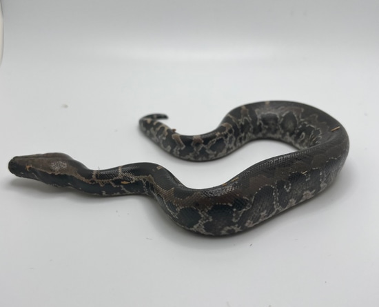 Sumatran Black Head Sumatran Short-Tailed Python by LI Reptiles