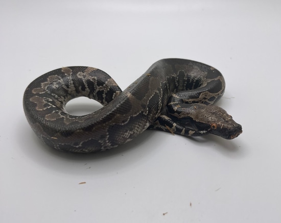 Sumatran Black Head Sumatran Short-Tailed Python by LI Reptiles