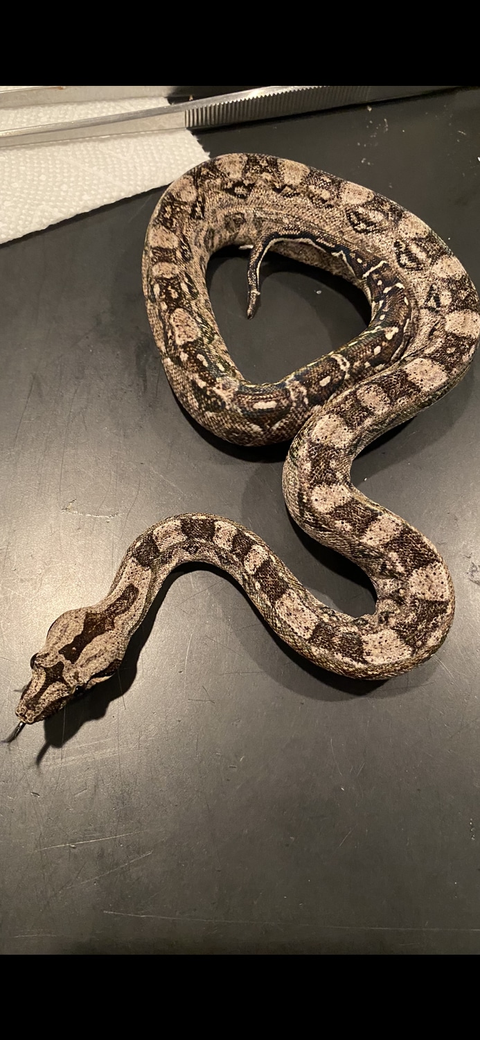 Pure Tarahumara Mountain Boa Boa Constrictor by LI Reptiles - MorphMarket