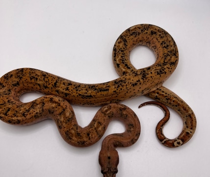 Salmon Hypo Sonoran Leopard Boa Boa Constrictor by LI Reptiles ...