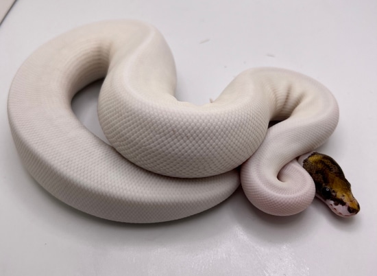 Pinto Pied Ball Python by LI Reptiles