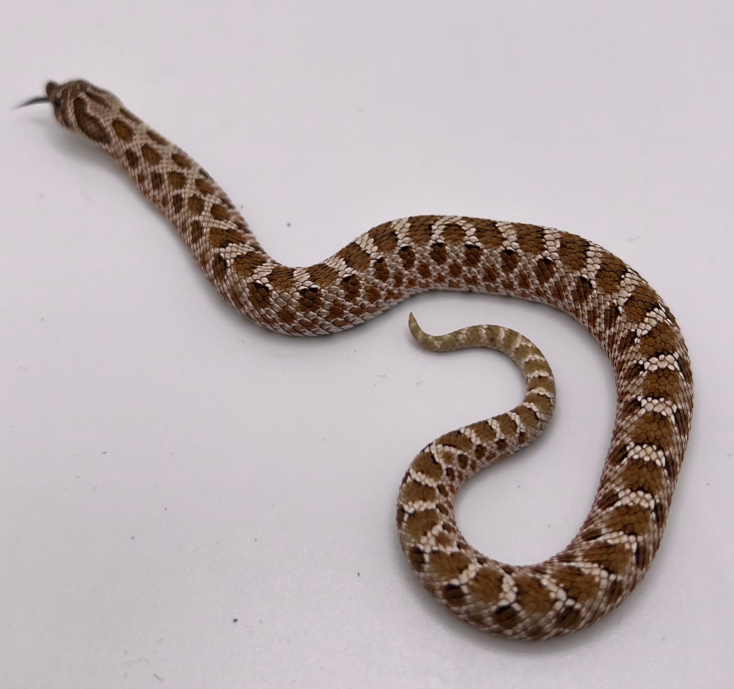 DH Sable/Albino Western Hognose by LI Reptiles - MorphMarket