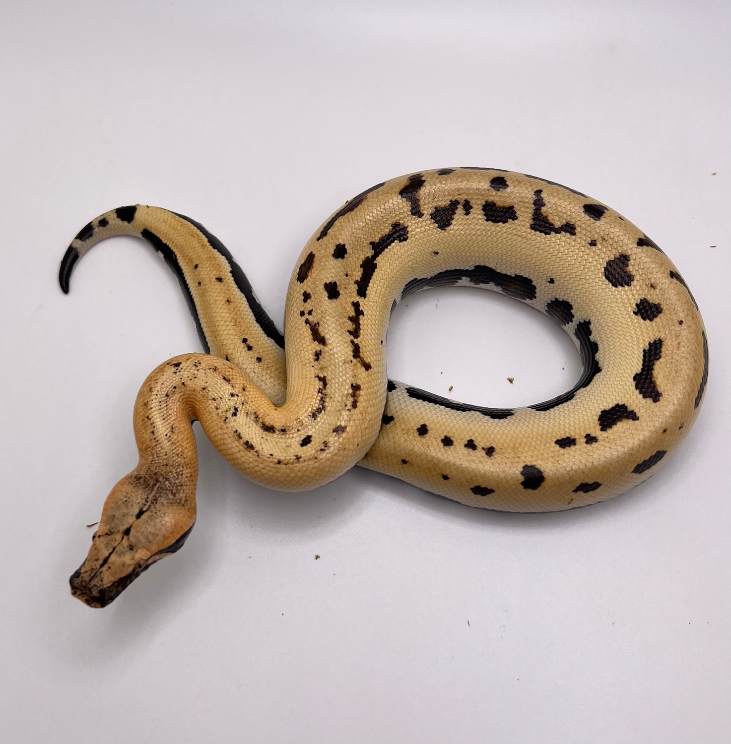 007 66% Het Albino T+ Blood Python by LI Reptiles - MorphMarket