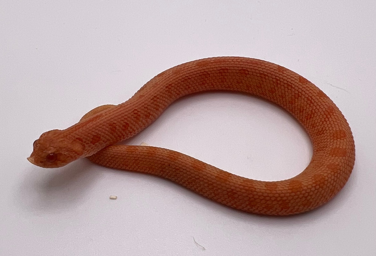 Solar Flare Western Hognose by LI Reptiles - MorphMarket