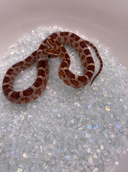 Triple Het Scaleless/Palmetto/Stripe INC SHIPPING Corn Snake by LI Reptiles