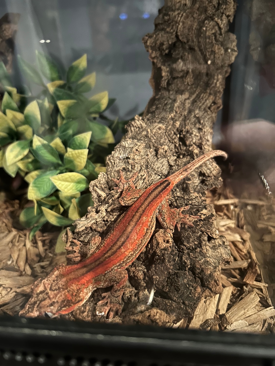 Red Stripe Gargoyle Gecko by LI Reptiles - MorphMarket