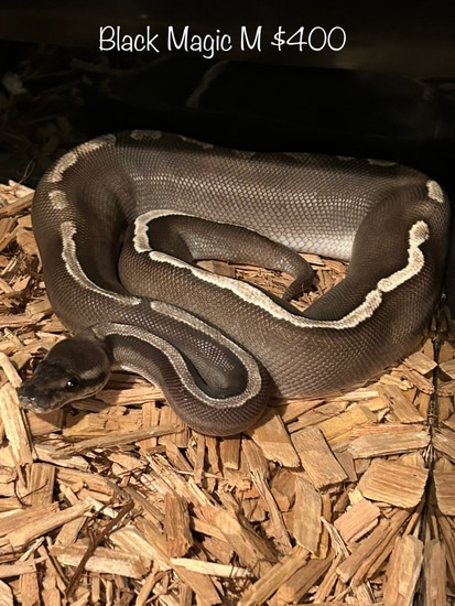 GHI Black Magic Ball Python by LI Reptiles