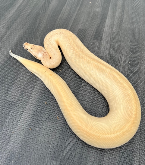 Magpie 66% Het Albino T+ Blood Python by LI Reptiles