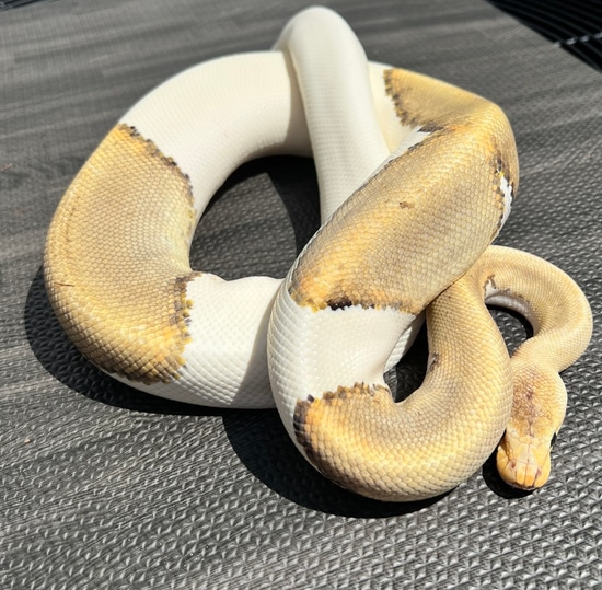 PROVEN BREEDER Champagne DH Pied/Ghost Ball Python by LI Reptiles