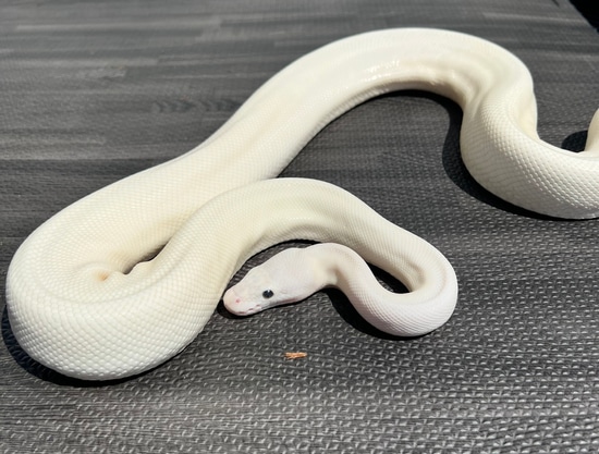 PROVEN BREEDER White Wedding Ball Python by LI Reptiles