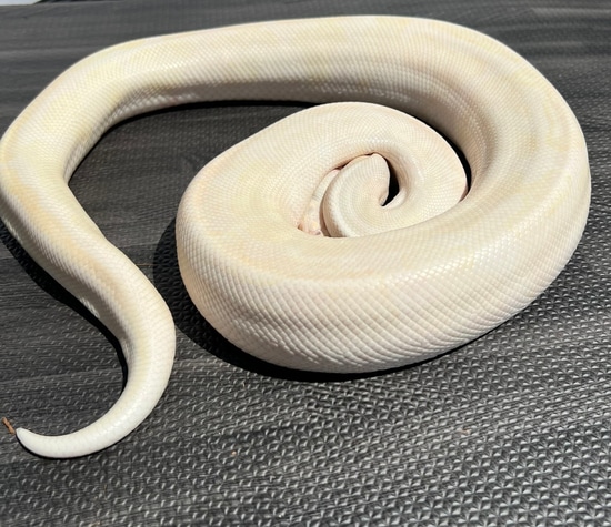 PROVEN BREEDER Snow Ball Python by LI Reptiles