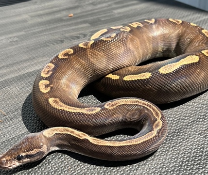 PROVEN BREEDER White Wedding Ball Python by LI Reptiles - MorphMarket