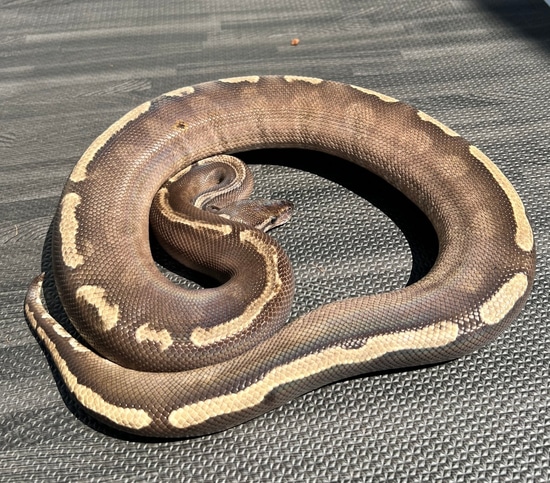 PROVEN BREEDER GHI Mojave Ball Python by LI Reptiles