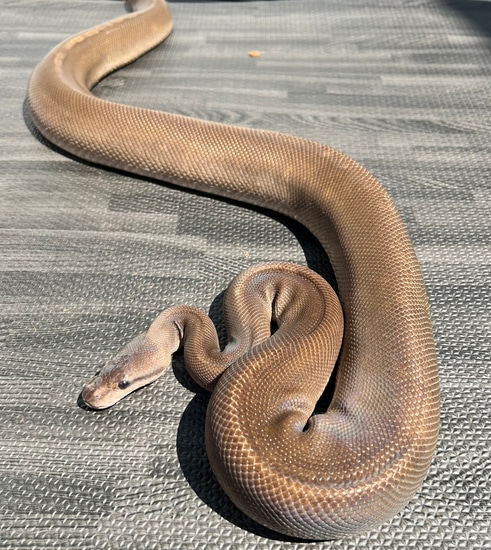 PROVEN BREEDER GHI Gargoyle Ball Python by LI Reptiles