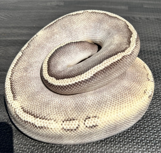 PROVEN BREEDER Pastel GHI Super Mystic Ball Python by LI Reptiles