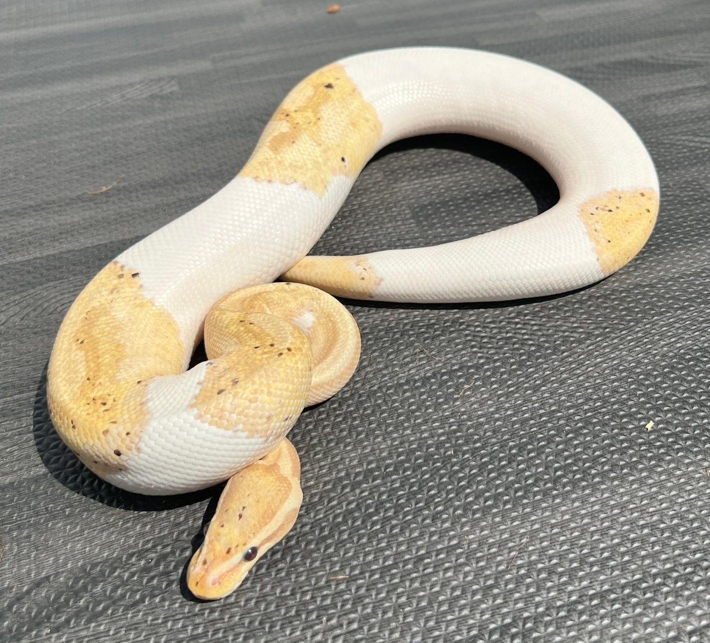 RTB Banana Pied Ball Python by LI Reptiles - MorphMarket
