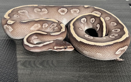 PROVEN BREEDER Mystic Potion Ball Python by LI Reptiles