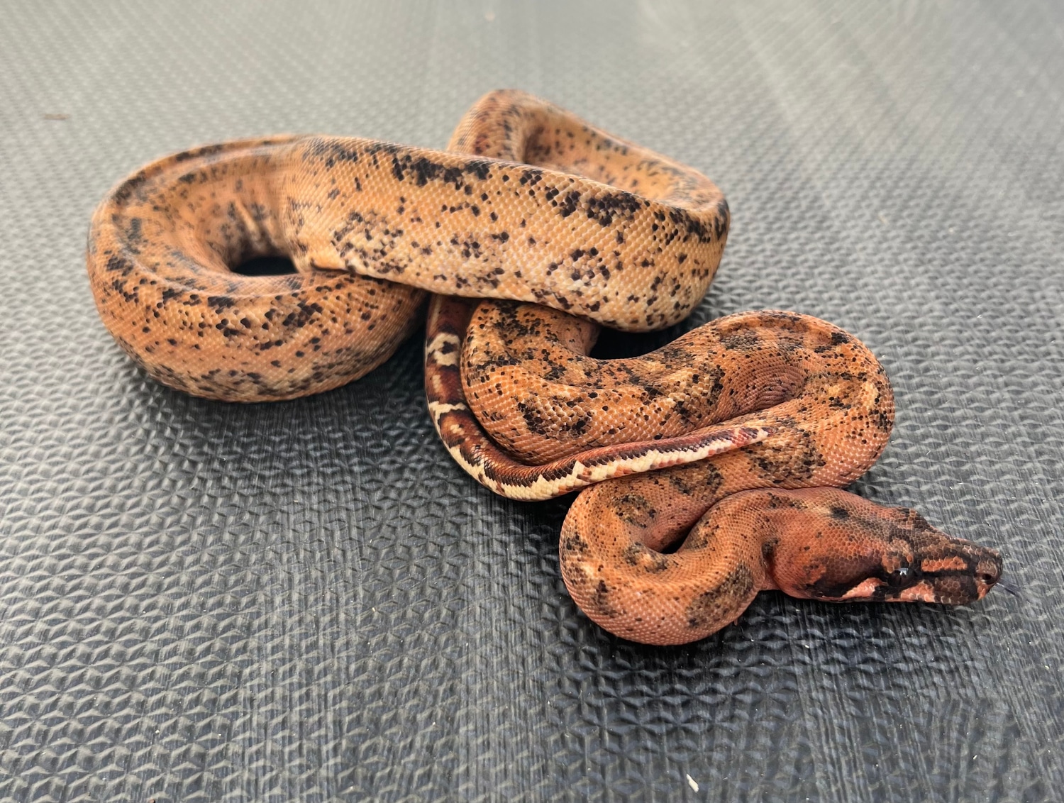 Salmon Hypo Sonoran Leopard Boa SHIPPING INC Boa Constrictor by LI ...