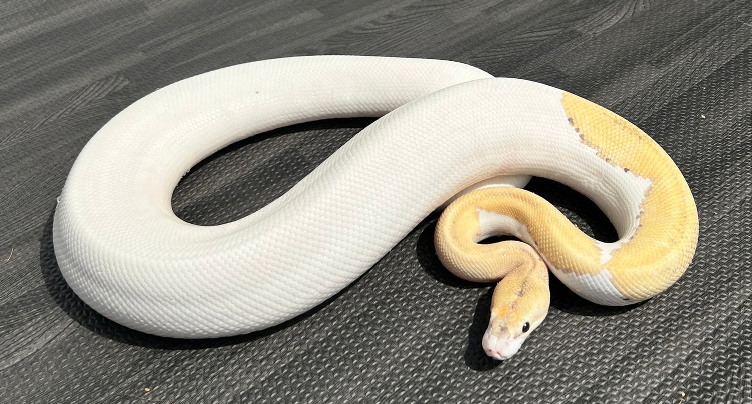 PROVEN BREEDER Champagne Pied Ball Python by LI Reptiles - MorphMarket