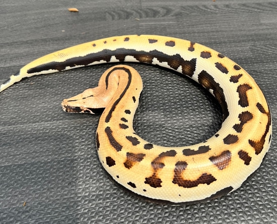 Goldeneye 100% Het T+ Albino Blood Python by LI Reptiles