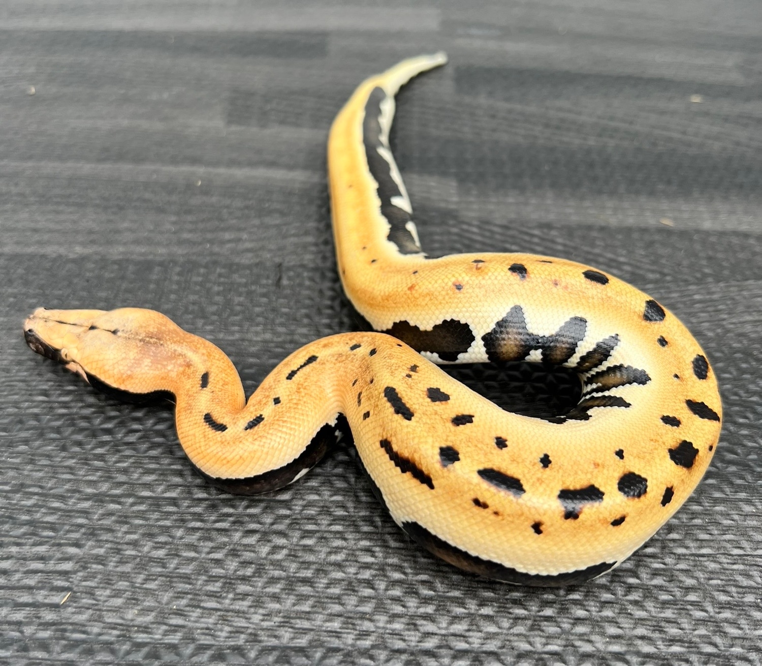 Goldeneye Blood Python by LI Reptiles - MorphMarket