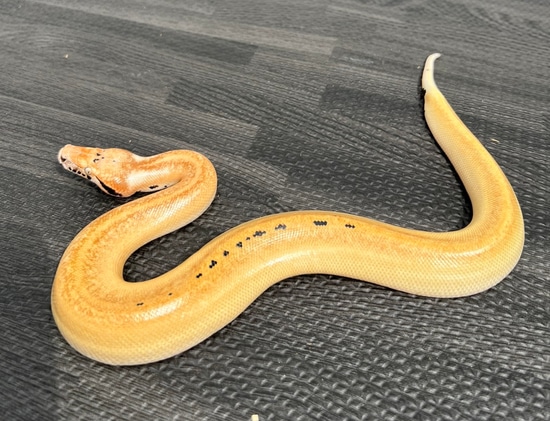 Ivory Magpie Blood Python by LI Reptiles