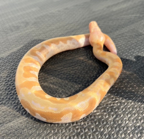 T- Albino Blood Python by LI Reptiles