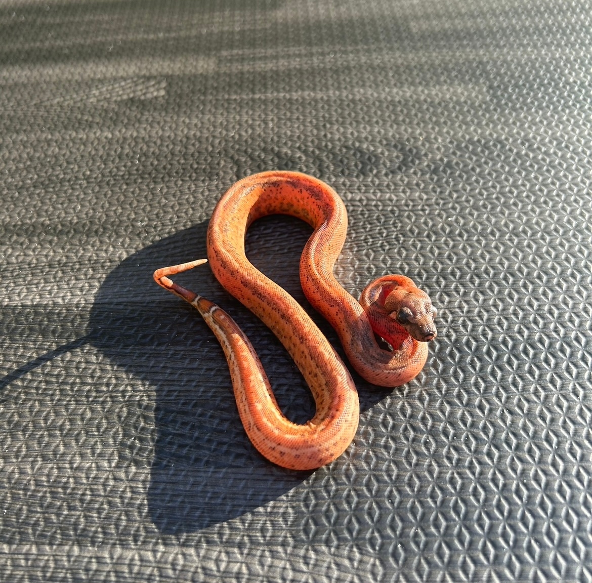 Salmon Hypo Sonoran Leopard Boa Constrictor by LI Reptiles - MorphMarket