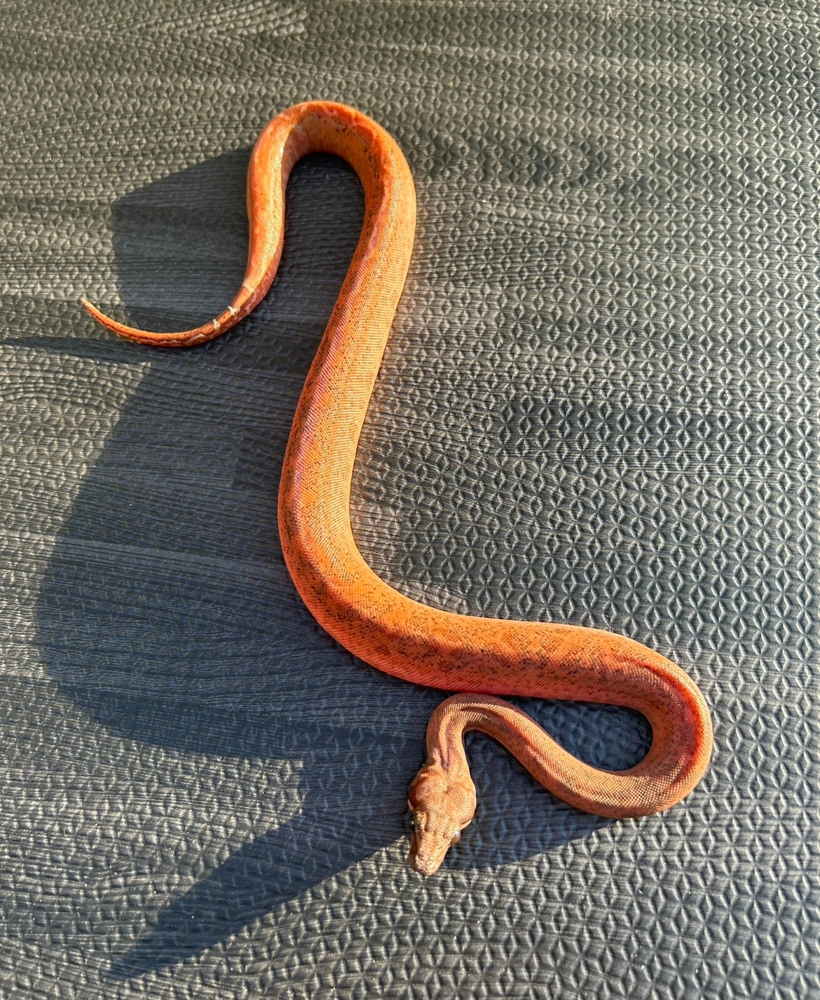 Salmon Hypo Sonoran Leopard Boa Constrictor by LI Reptiles - MorphMarket