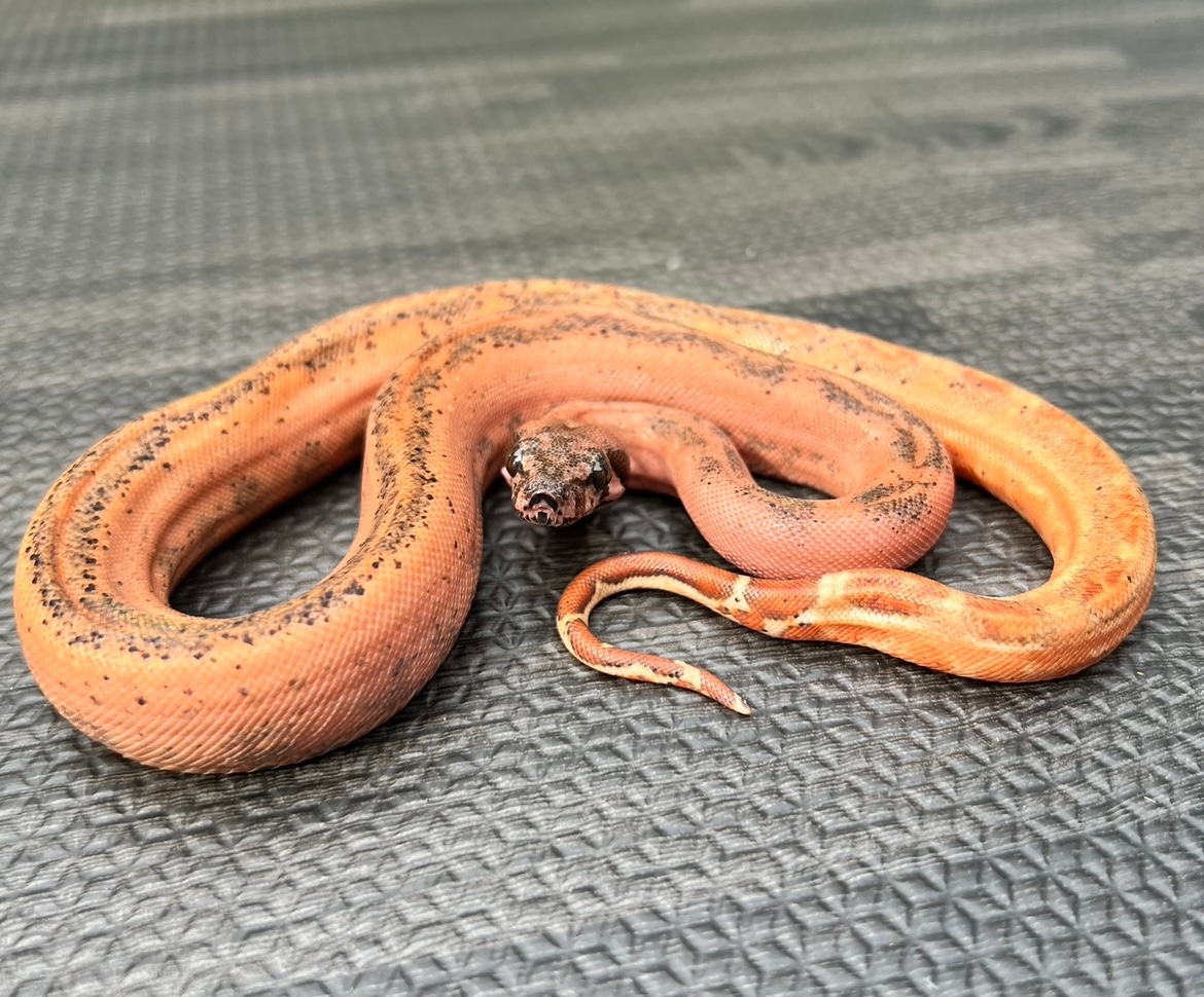 Salmon Hypo Sonoran Leopard Boa Constrictor by LI Reptiles - MorphMarket