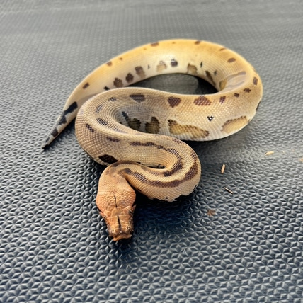 LI Reptiles - MorphMarket