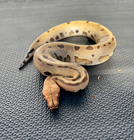 Ocelot Borneo Short-Tailed Python by LI Reptiles