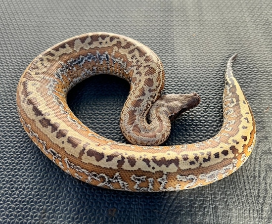 Batik Het AlbinoT+ Blood Python by LI Reptiles