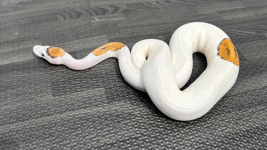 Pinto Pied Ball Python by LI Reptiles