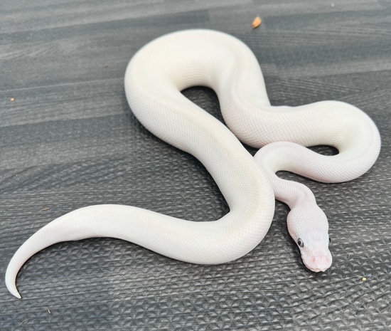Blue Eyed Lucy Ball Python by LI Reptiles