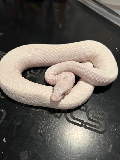 Blue Eyed Lucy Ball Python by LI Reptiles