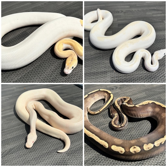 Lot Of 19 Ball Pythons by LI Reptiles
