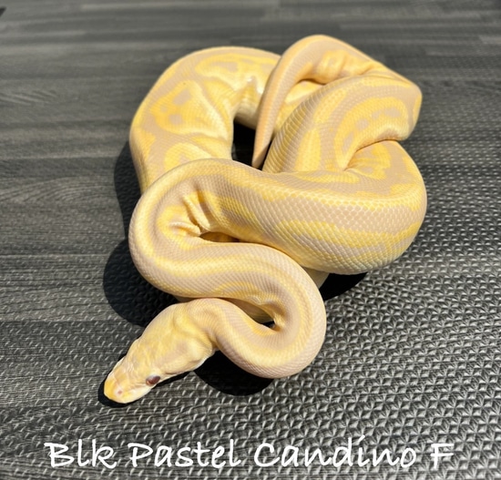 Lot Of 4 Proven Breeders Ball Python by LI Reptiles
