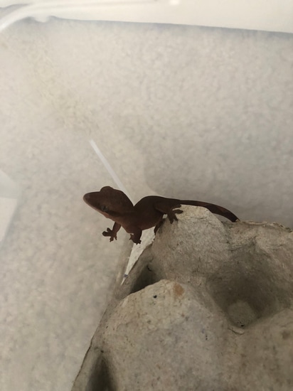 Patternless Sarasinorum Geckos More Gecko by WEB Exotics