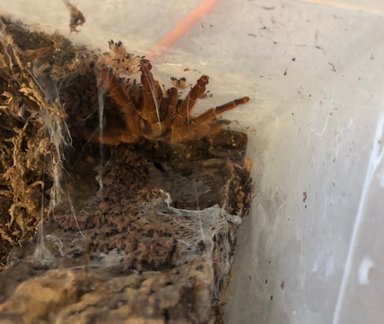 WEB Exotics - MorphMarket